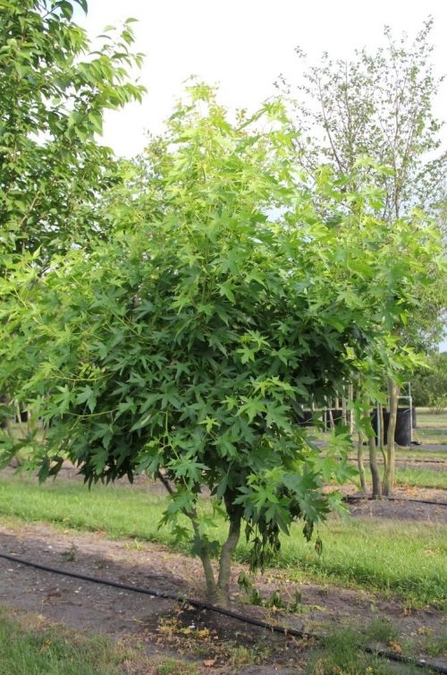Amberboom 'Worplesdon', Liquidambar styraciflua 'Worplesdon' kopen