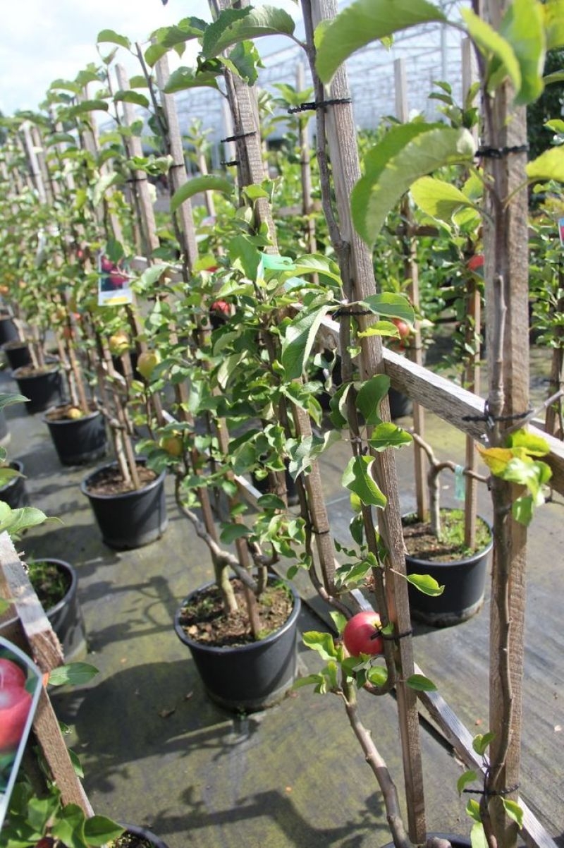 Appel 'Jonagold' , Malus domestica 'Jonagold' kopen