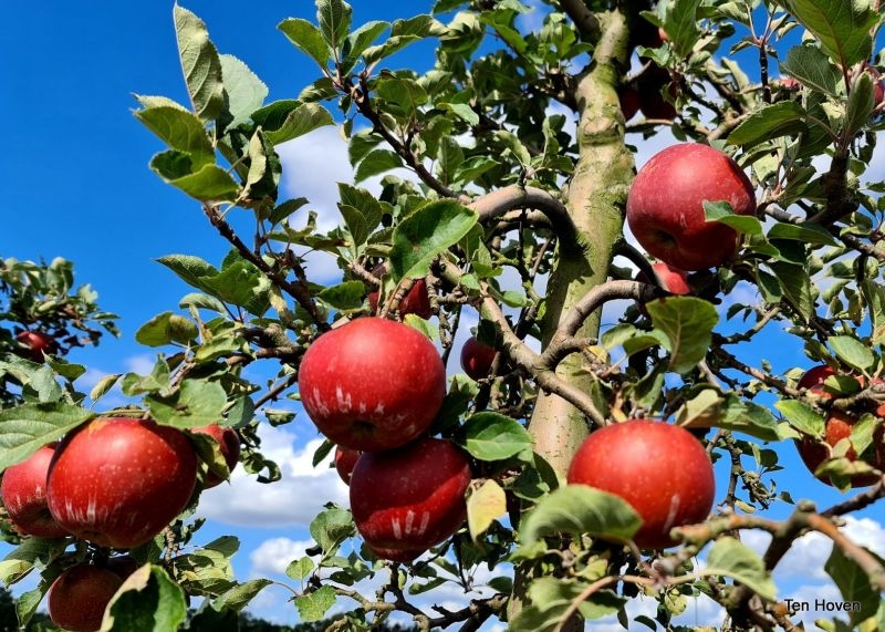 Appel 'Rode Boskoop' , Malus domestica 'Rode Boskoop' kopen