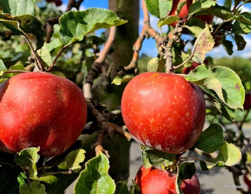 Appel 'Rode Boskoop', Malus domestica 'Rode Boskoop' kopen