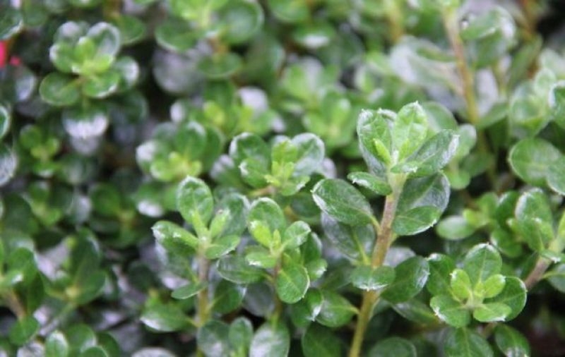 Azalea 'Anouk', Rhododendron japonica 'Anouk' kopen