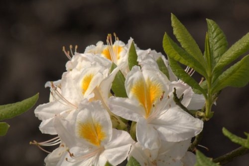 Azalea 'Persil', Rhododendron (AK) 'Persil' kopen
