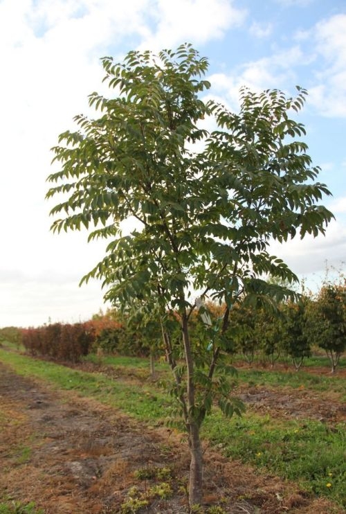 Chinese mahonieboom 'Flamingo', Toona sinensis 'Flamingo' kopen