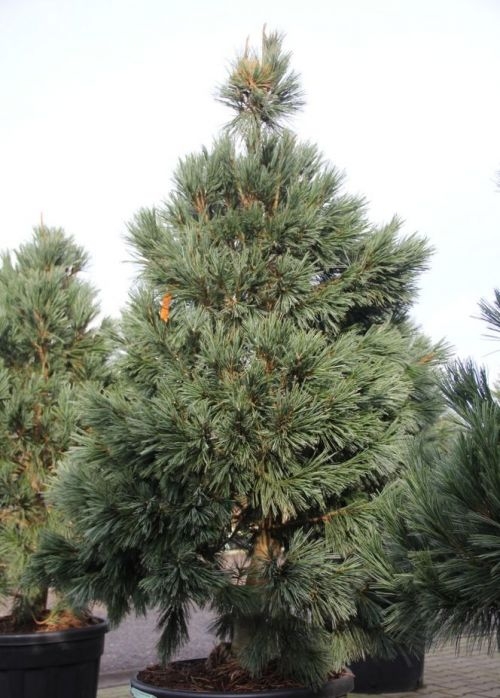 Den, Pinus flexillis 'Vanderwolf's Pyramid' kopen