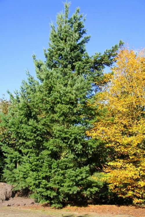 Douglasspar, Pseudotsuga menziesii kopen