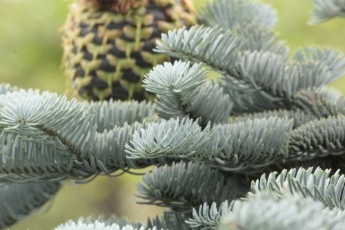Edelspar, Abies procera kopen
