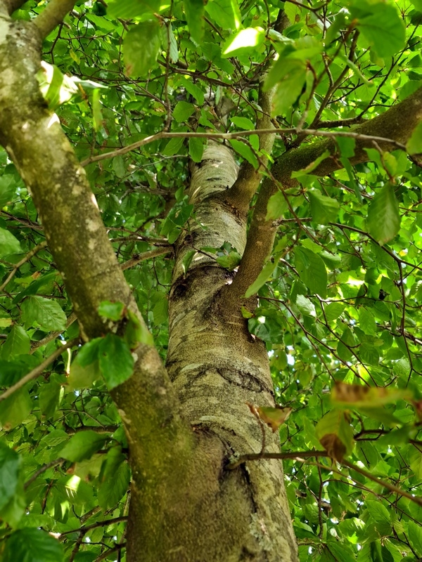 Grote rode beukenboom kopen? | Ten Hoven Bomen