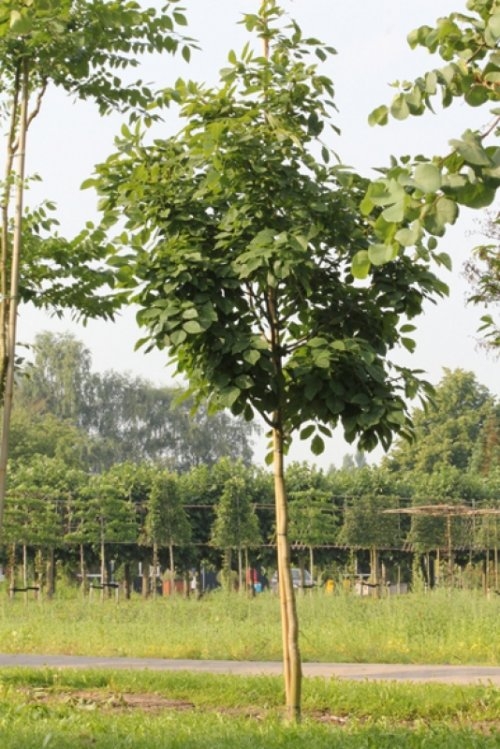 Geelhout, Cladrastis kentukea kopen