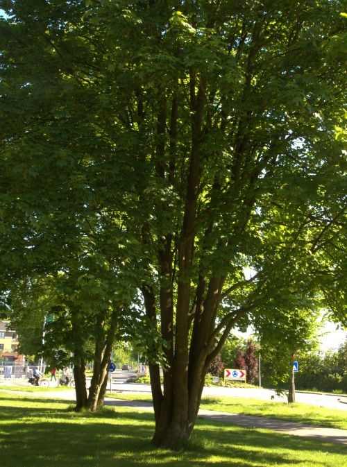 Gewone Esdoorn, Acer pseudoplatanus kopen