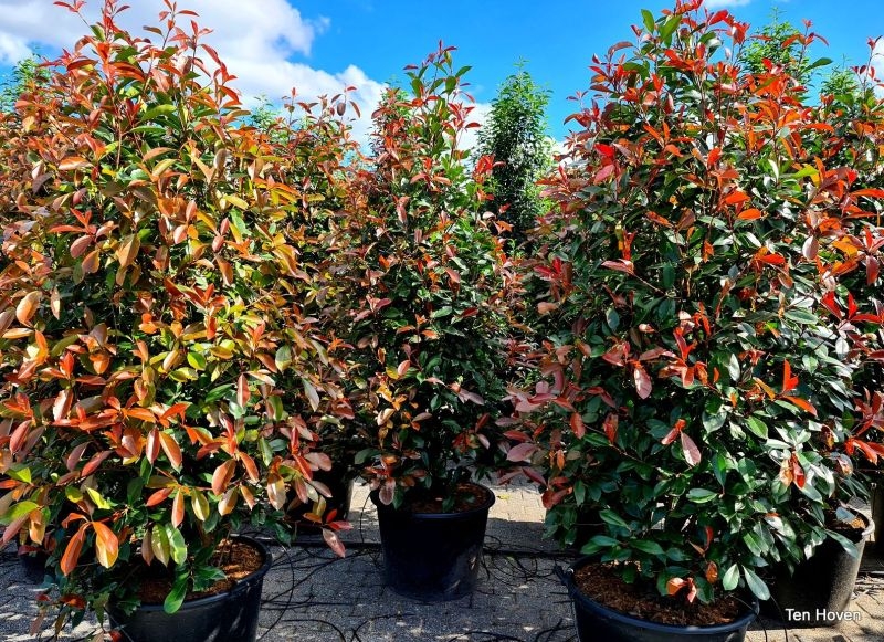 Glansmispel 'Red Robin', Photinia fraseri 'Red Robin' kopen