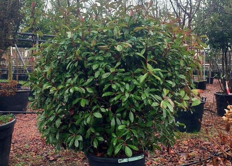 Glansmispel 'Red Robin', Photinia fraseri 'Red Robin' kopen
