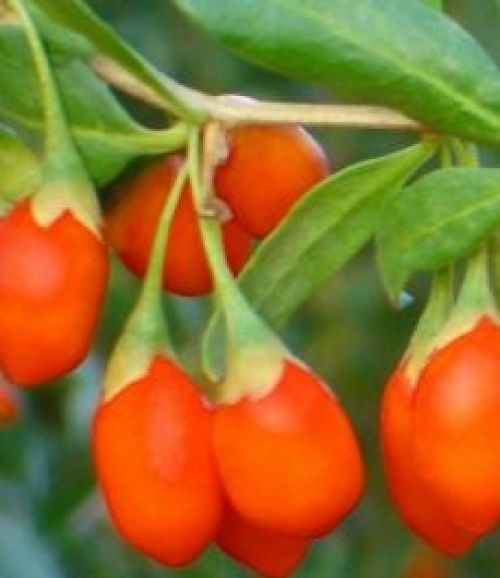 Goji bes, Lycium barbarum 'Instant Succes' kopen