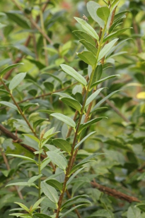 Haagliguster, Ligustrum ovalifolium kopen