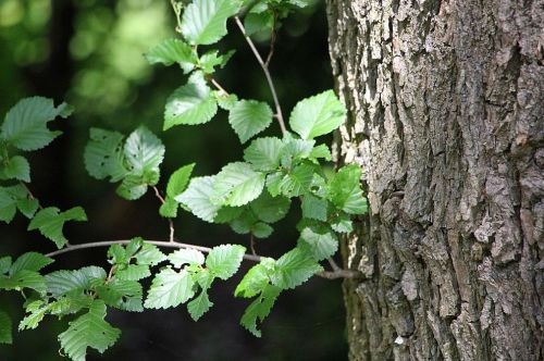 Iep 'Dodoens', Ulmus 'Dodoens' kopen