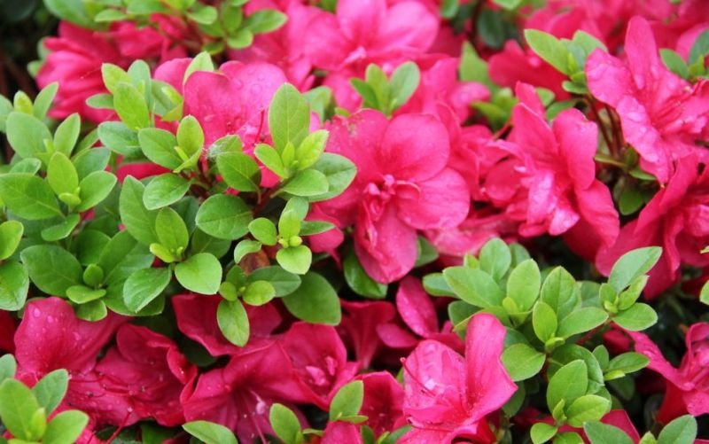 Japanse azalea ''Moederkensdag', Rhododendron ''Moederkensdag' kopen