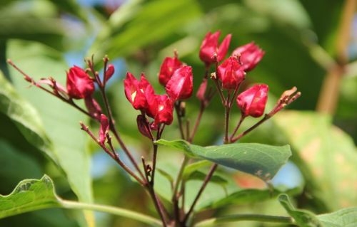 Kansenboom 'Purple Blaze', Clerodendron trichotomum 'Purple Blaze' kopen