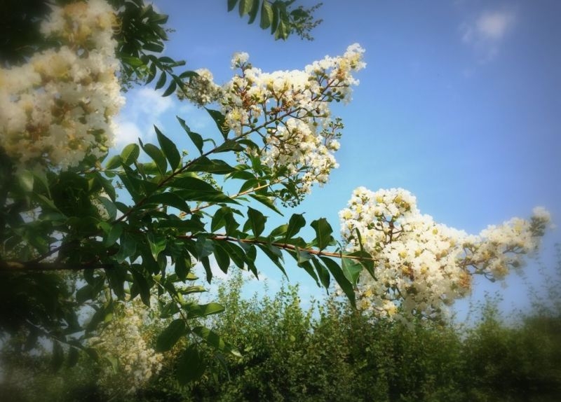 Lagerstroemia 'Natchez', Lagerstroemia ind. Natchez" kopen