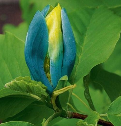 Magnolia 'Blue Opal', Magnolia acuminata 'Blue Opal' kopen