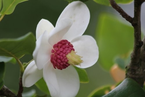 Magnolia sieboldii, Magnolia sieboldii kopen