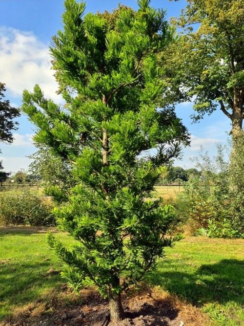 Moerascypres 'Peve Minaret', Taxodium distichum 'Peve Minaret' kopen