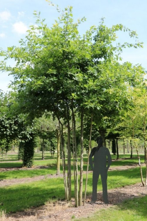 Moeraseik, Quercus palustris kopen
