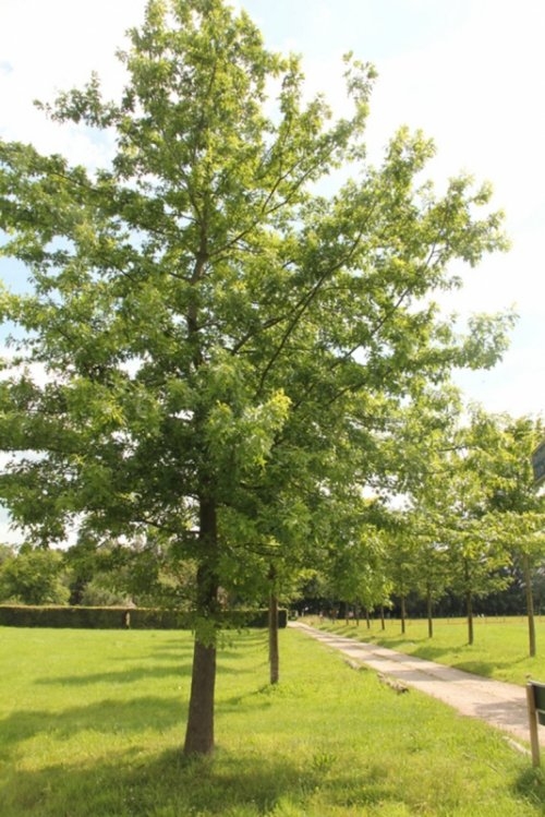Moeraseik, Quercus palustris kopen