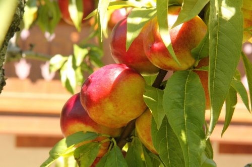 Nectarine 'Ruby Gold' , Prunus persica 'Ruby Gold' kopen