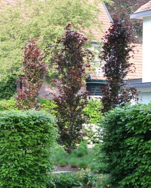 Paarse Beuk, Fagus sylvatica 'Dawyck Purple' kopen