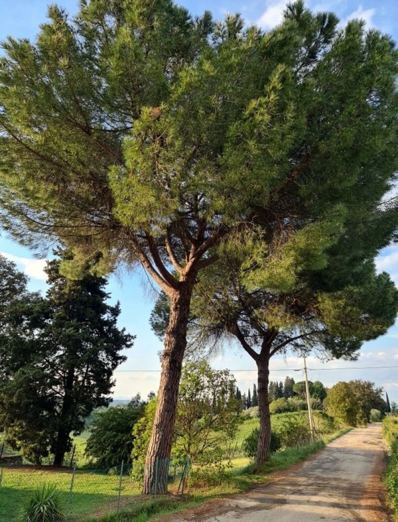 Parasolden, Pinus pinea kopen