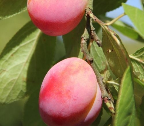 Pruim 'Victoria' , Prunus domestica 'Victoria' kopen