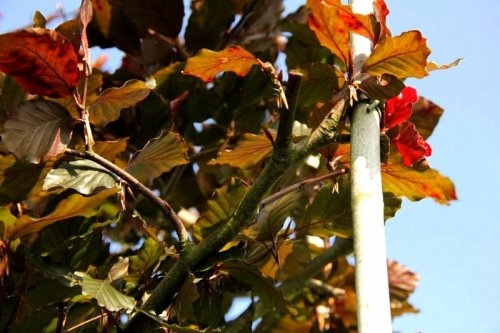 Rode beuk, Fagus sylvatica 'Atropunicea' kopen