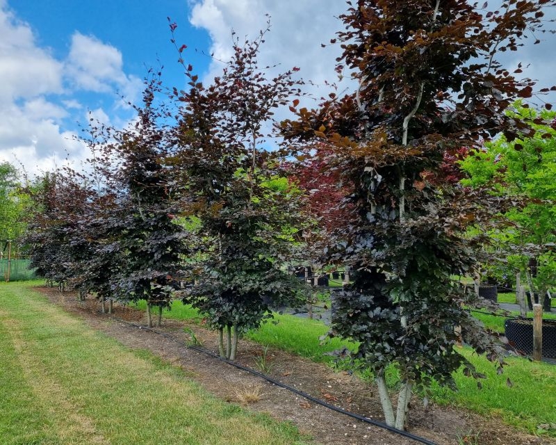 Rode Beuk, Fagus sylvatica 'Atropunicea' kopen