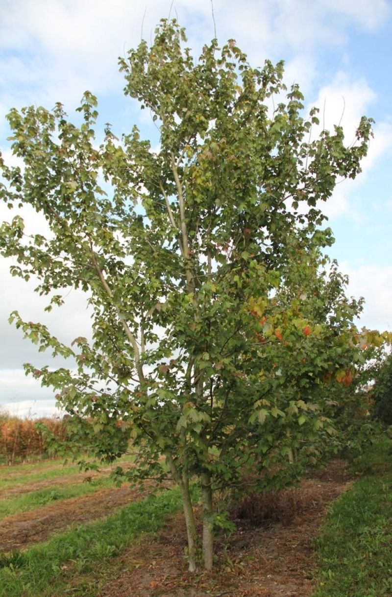 Rode Esdoorn, Acer rubrum kopen