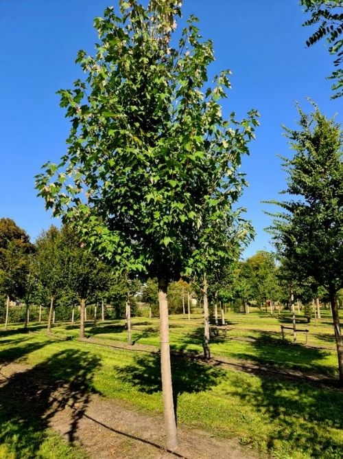 Rode Esdoorn, Acer rubrum kopen