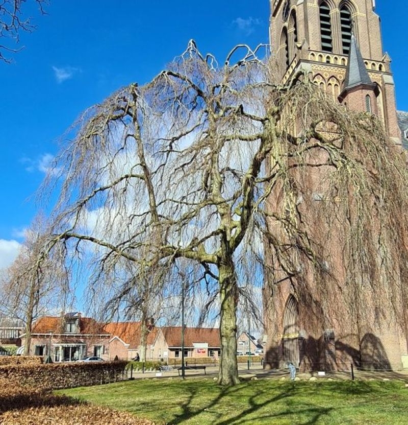 Rode Treurbeuk 'Purpurea Pendula', Fagus sylvatica 'Purpurea Pendula' kopen