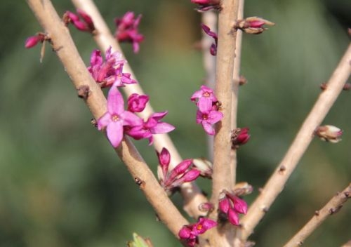 Rood peperboompje, Daphne mezereum 'Rubra' kopen