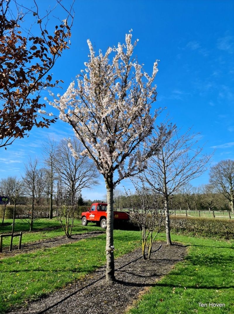 Sierkers 'Pandora', Prunus 'Pandora' kopen