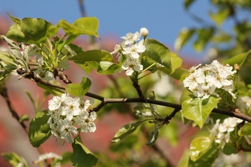Sierpeer peer, Pyrus calleryana 'Chanticleer' kopen