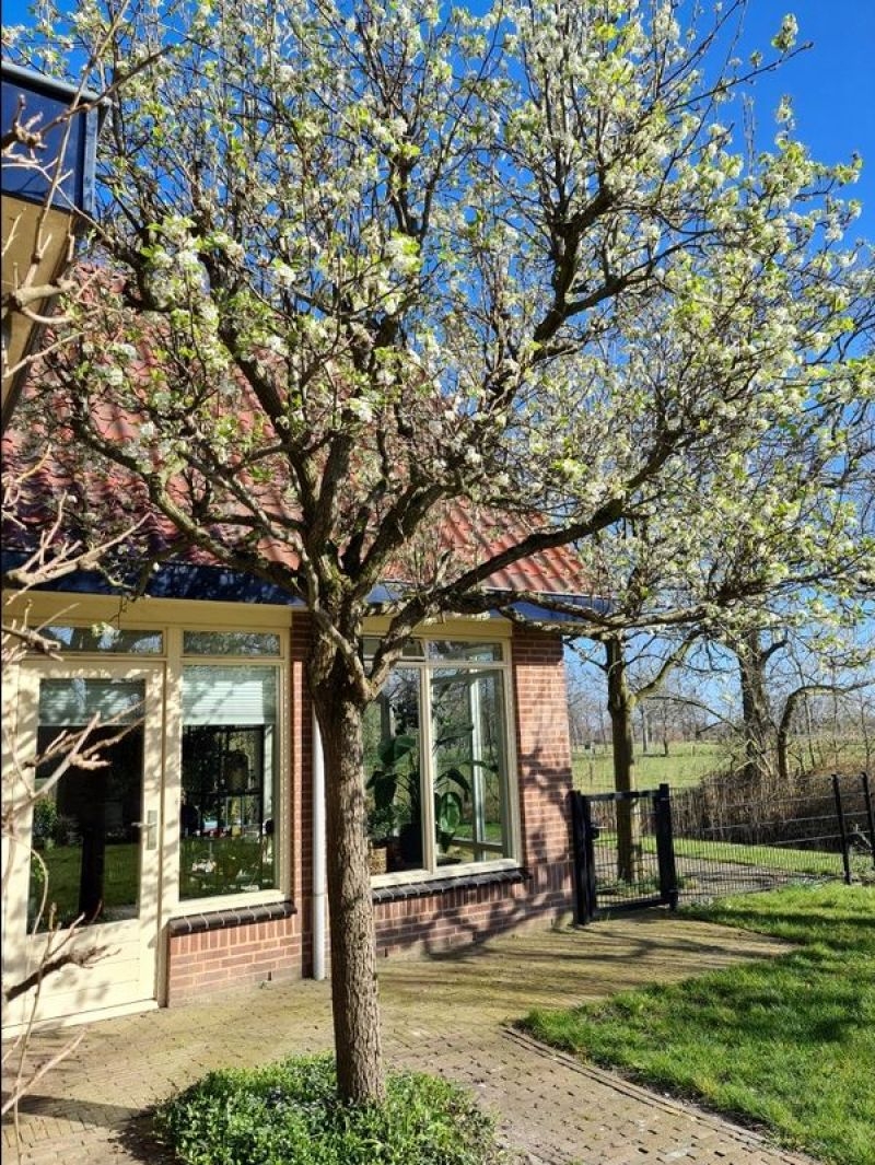 Sierpeer, Pyrus calleryana 'Chanticleer' kopen