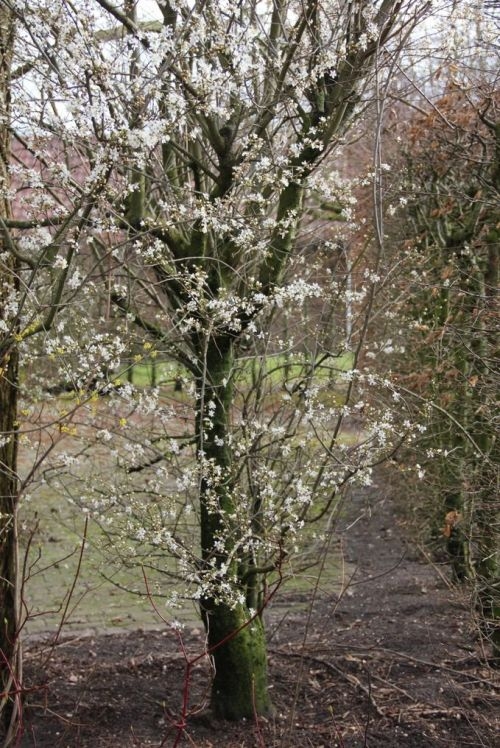 Sleedoorn, Prunus spinosa kopen