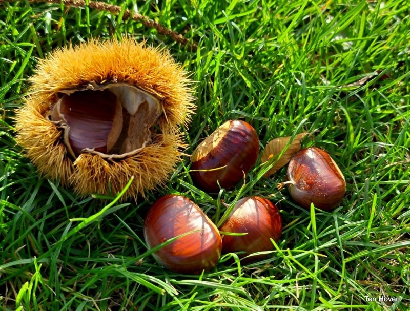 Tamme Kastanje, cultivar, Castanea sativa 'Lyon' kopen