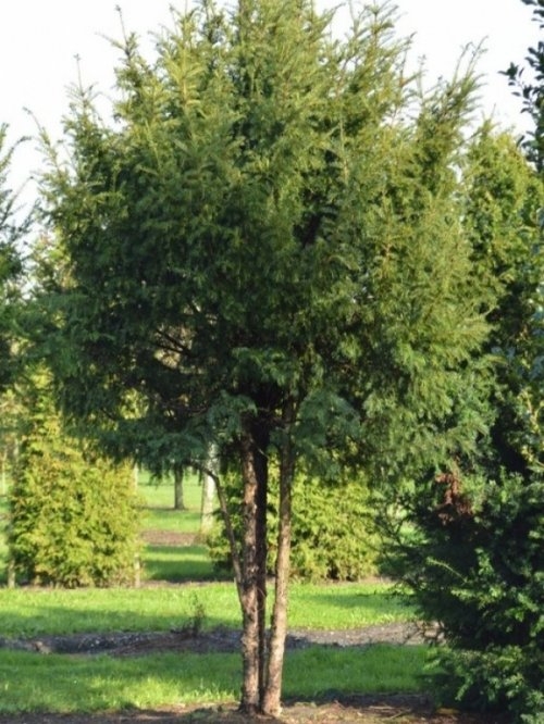 Venijnboom, Taxus baccata kopen