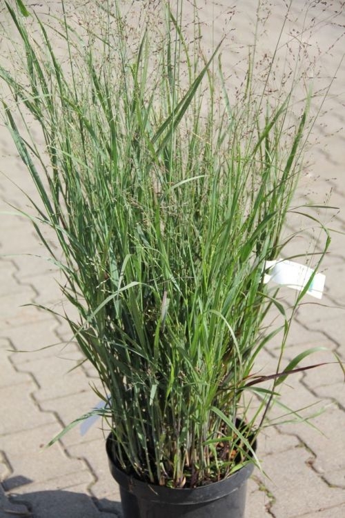Vingergras 'Heavy Metal', Panicum virgatum 'Heavy Metal' kopen