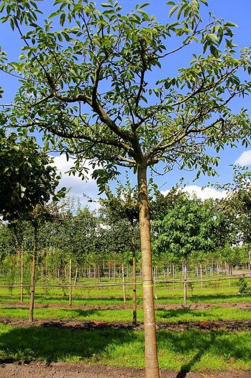 Walnoot, Juglans regia kopen