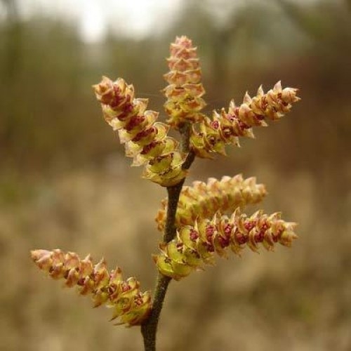 Wilde Gagel, Myrica gale kopen