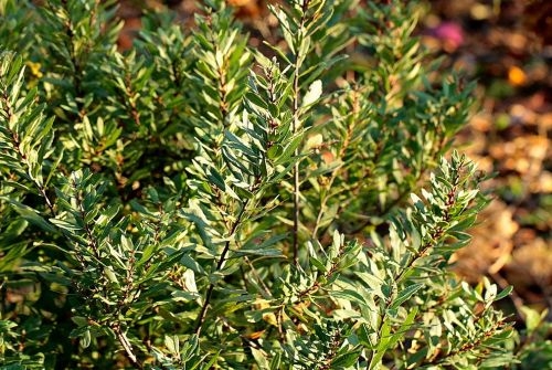 Wilde Gagel, Myrica gale kopen