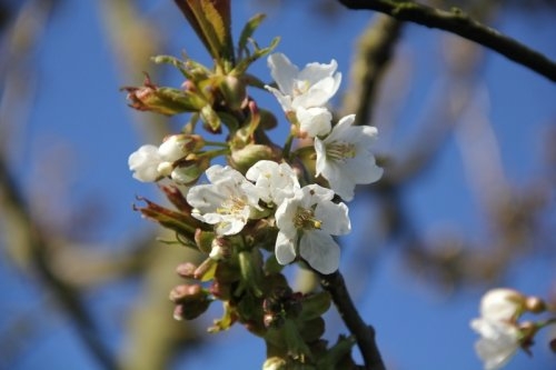 Wilde kers, Prunus avium kopen