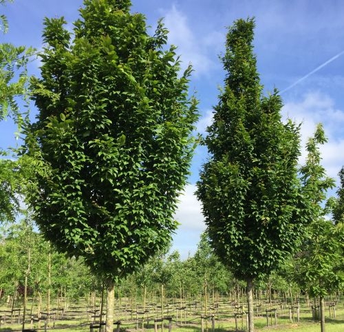 Zuilvormige haagbeuk, Carpinus betulus 'Lucas' kopen