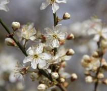 Sleedoorn, Prunus spinosa kopen