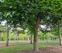 Gewone Beuk, Groene Beuk, Fagus sylvatica kopen